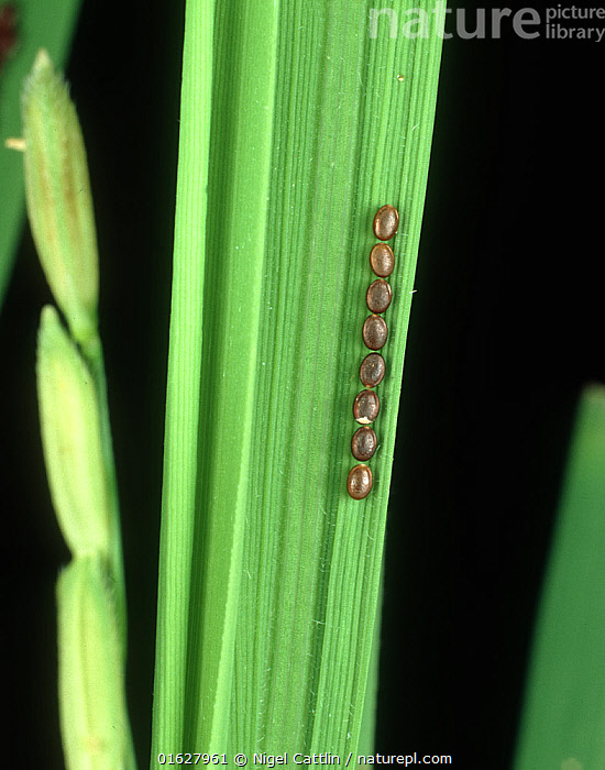 Stock photo of Rice ear bug (Leptocorisa sp) eggs, a pest of Rice ...