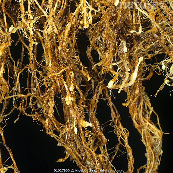 Stock photo of Rice root knot nematode (Meloidogyne graminocola) damage ...
