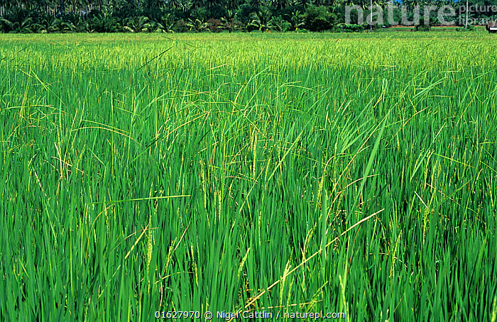 Stock photo of Bakanae disease (Gibberella fujikoroi) elongated ...