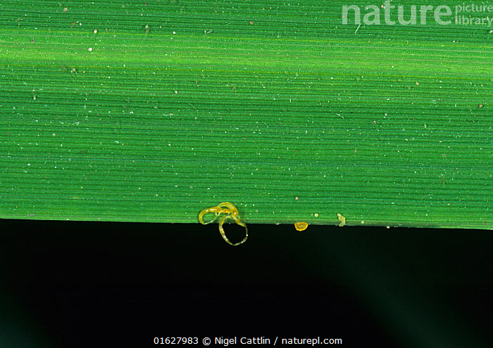 Stock photo of Bacterial blight (Xanthomonas oryzae pv oryzae ...