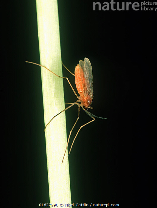 Stock photo of Asian rice gall midge (Orseolia oryza) adult of major ...
