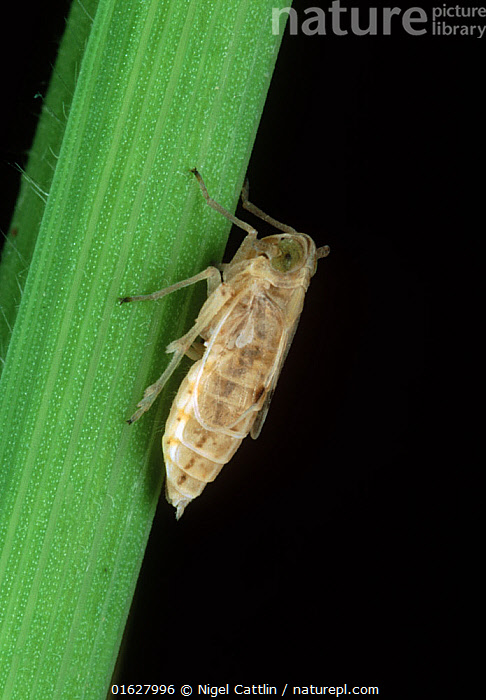 Stock photo of White-backed planthopper (Sogatella furcifera) nymph of ...