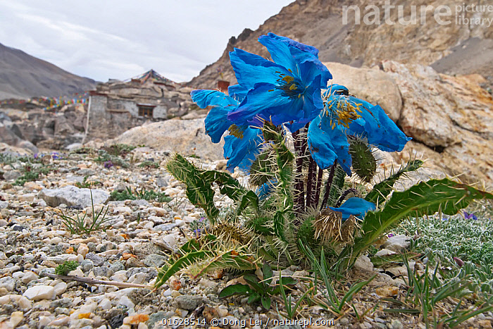Stock photo of Blue poppy (Meconopsis horridula) in mountain habitat ...