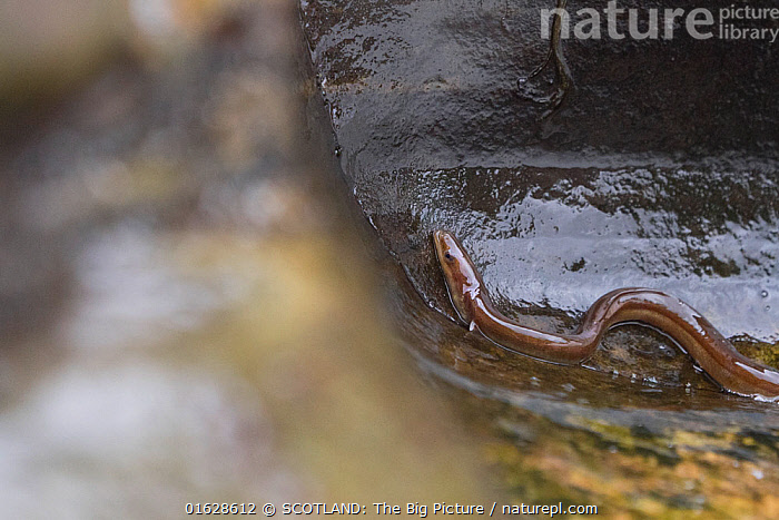 Stock photo of European eel (Anguilla anguilla) migrating upstream ...