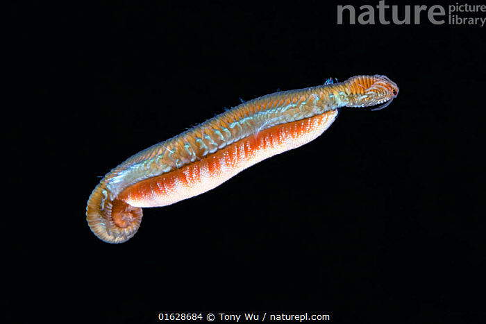Stock photo of Polychaete worm (Syllidae) as pelagic sexually mature ...