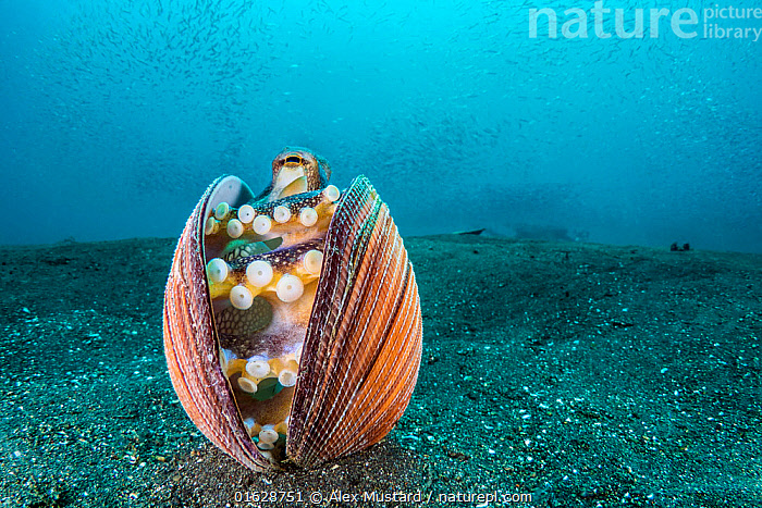 Stock photo of Veined octopus (Amphioctopus marginatus) shelters inside ...
