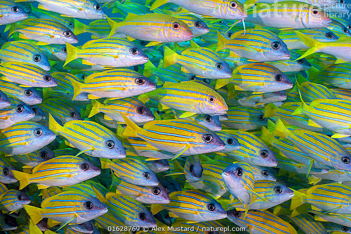 Stock photo of Several mimic goatfish (Mulliodichthys mimicus) hide ...