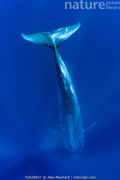 Blue Whale Diver