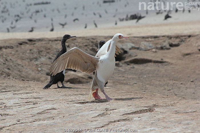 Stock photo of Extremely rare albino guanay cormorant (Phalacrocorax ...