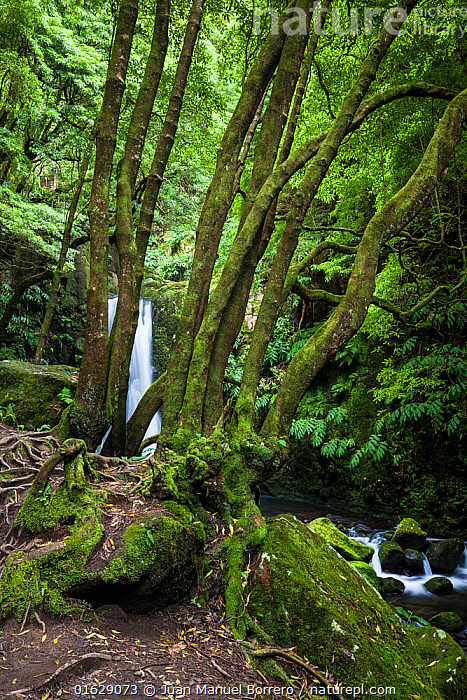 Stock photo of Cloud forest, Salto do Prego waterfall behind trees ...