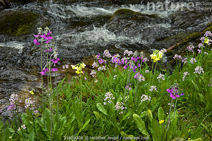 Stock photo of Primula (Primula sikkimensis), Himalayan cowslip ...