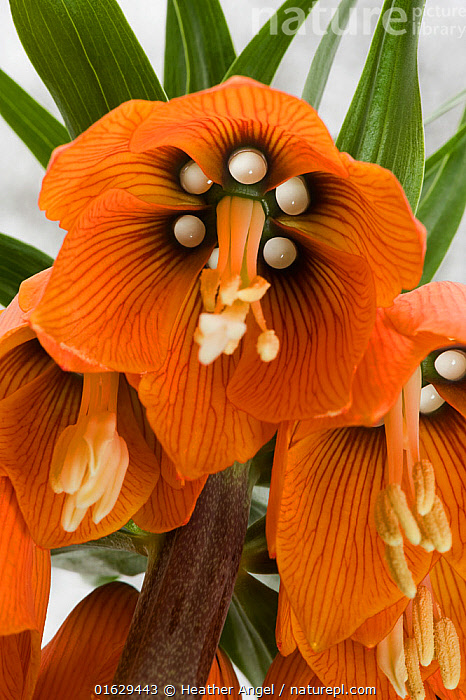 Stock photo of Crown imperial lily (Fritillaria imperialis), six ...