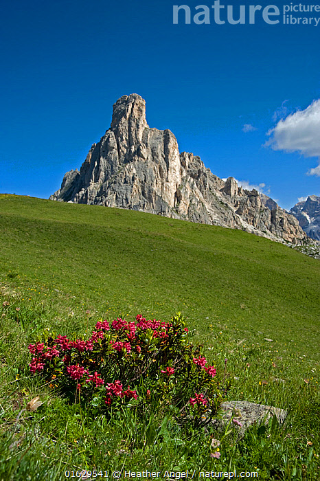 Stock photo of Alpine rose (Rhododendron ferrugineum) in montane ...