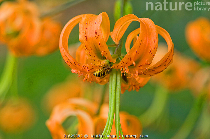 Stock photo of Wasp (Hymenoptera) robbing nectar from Henry's lily ...