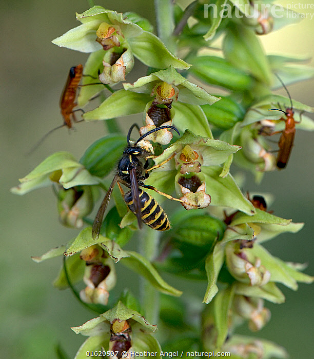Stock photo of Saxon wasp (Dolichovespula saxonica) and Common red ...