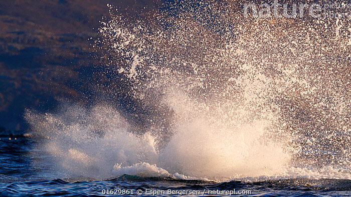 Stock photo of Killer whale / orcas (Orcinus orca) splashing with tail ...