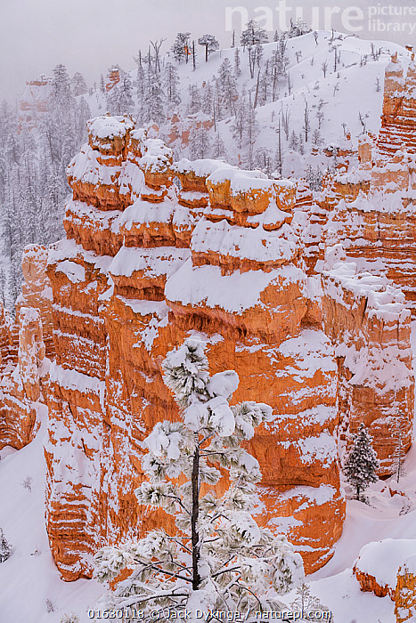 Stock photo of Bryce Canyon National Park after winter snow storms ...