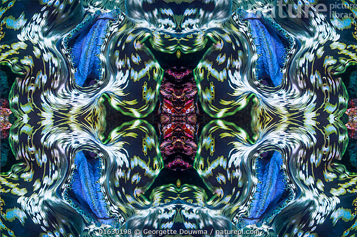 Stock photo of Kaleidoscopc Incurrent siphon or inhalant siphon of a ...