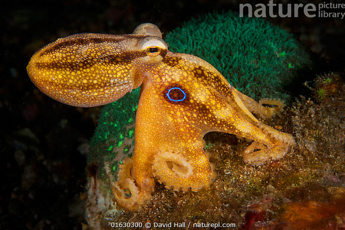 Stock photo of Poison ocellate octopus (Amphioctopus mototi) with blue ...
