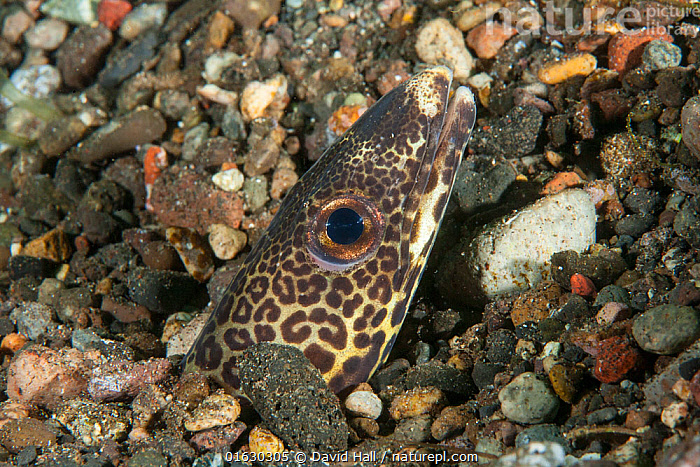 Stock photo of Barred conger eel (Ariosoma fasciatus) head poking ...