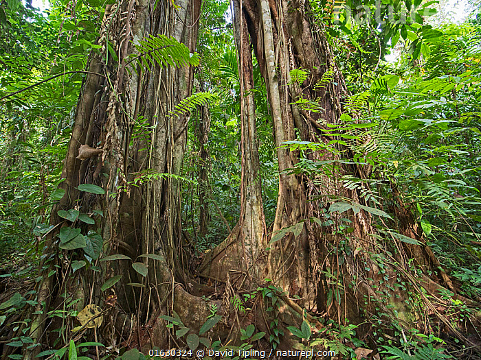 Stock photo of Strangler fig (Ficus sp) growing up emergent tree in ...