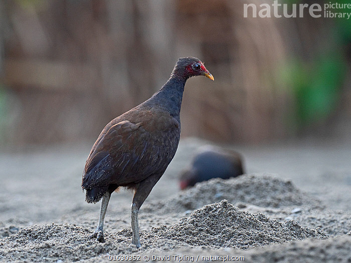 Stock photo of Melanesian megapode (Megapodius eremita) female ...