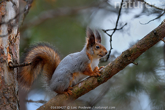 Stock photo of Red squirrel (Sciurus vulgaris) on branch. Finland. May ...