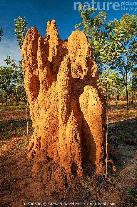 Stock photo of Cathedral termite (Nasutitermes triodiae) mound in ...