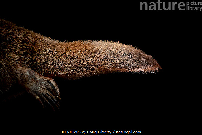 Stock photo of Platypus (Ornithorhynchus anatinus) male, close up of ...
