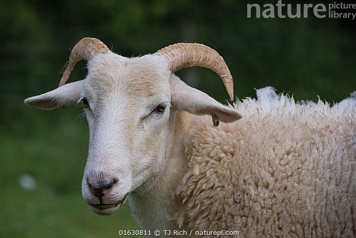 Stock photo of Wilsthire horn sheep with self shedding fleece, portrait ...