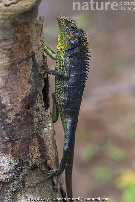 Stock photo of Green garden lizard (calotes calotes) showing color ...
