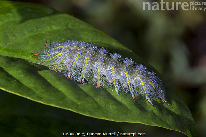 Stock photo of Caterpillar of the Common Archduke butterfly (Lexias ...
