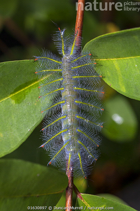 Stock photo of Caterpillar of the Common Archduke butterfly (Lexias ...