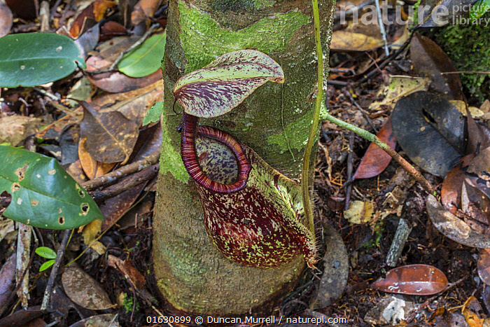 Stock photo of Raffles' pitcher-plant (Nepenthes rafflesiana) in the ...