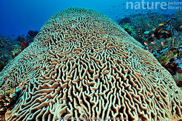 Closed Brain Coral Tidal Gardens Mellow Yellow Favia
