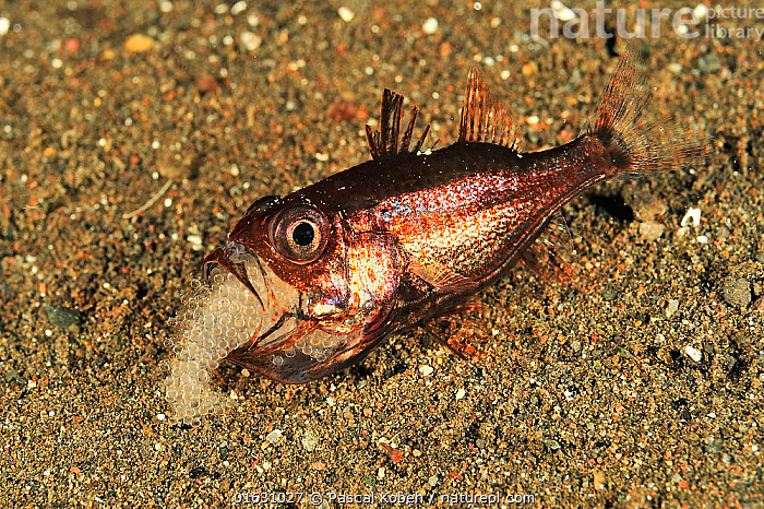 Stock photo of Cardinalfish (Apogonidae) male mouth brooding eggs at ...