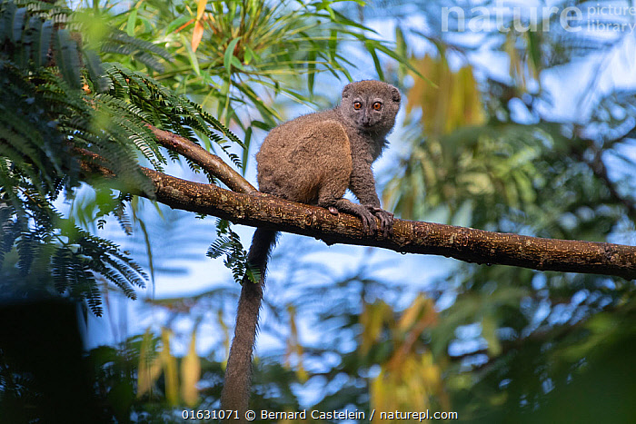 Stock photo of Northern bamboo lemur (Hapalemur occidentalis) in tree ...