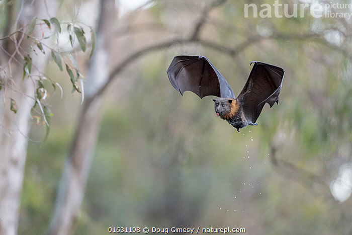 Stock photo of Grey-headed flying-fox (Pteropus poliocephalus) male ...