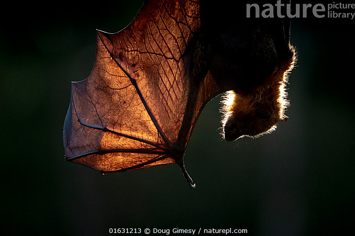 Stock photo of Head and wing of a Grey-headed flying-fox (Pteropus ...