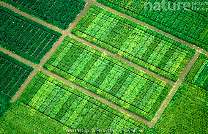 Stock photo of Aerial view of Cereal crop variety trials plots to test ...