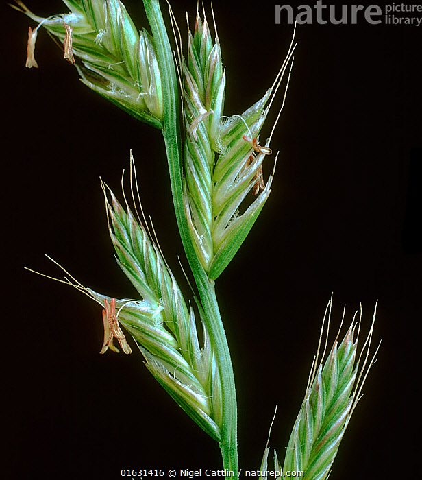 Stock photo of Perennial ryegrass (Lolium perenne), close up of ...