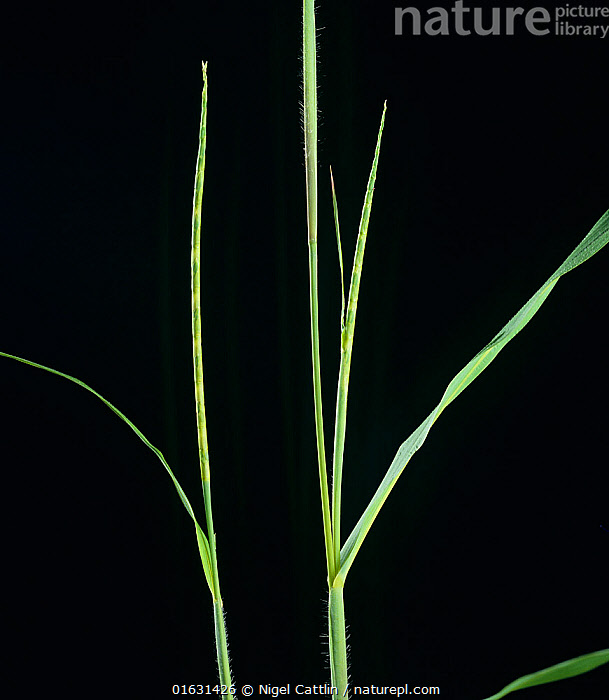 Stock photo of Itchgrass (Rottboellia cochinchinensis) unopened flower ...