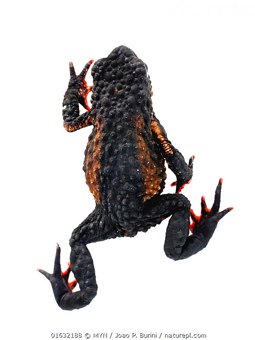 Stock photo of Maldonada redbelly toad (Melanophryniscus moreirae ...