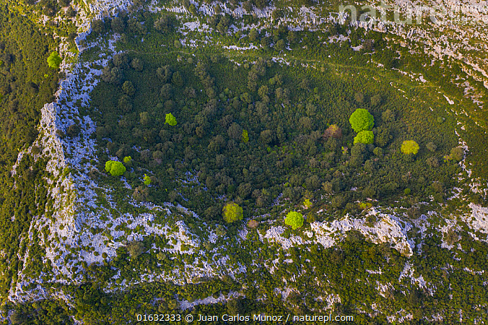 Stock photo of Mediterranean forest with Holm oak (Quercus ilex) in ...