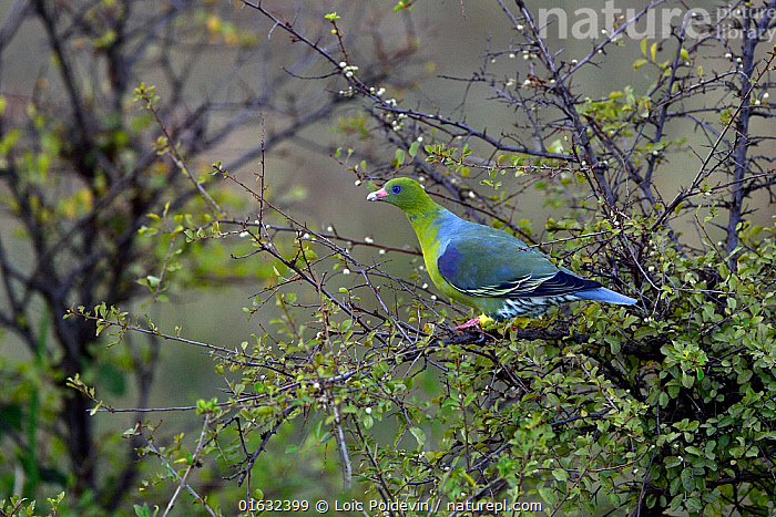 Stock photo of African Green Pigeon (Treron calvus) on a branch, Masai ...