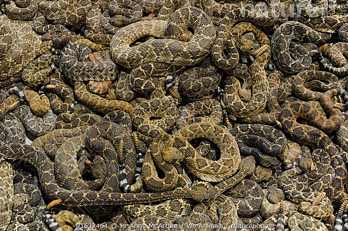 Stock photo of Rattlesnakes lay in thick piles on top of one another in ...
