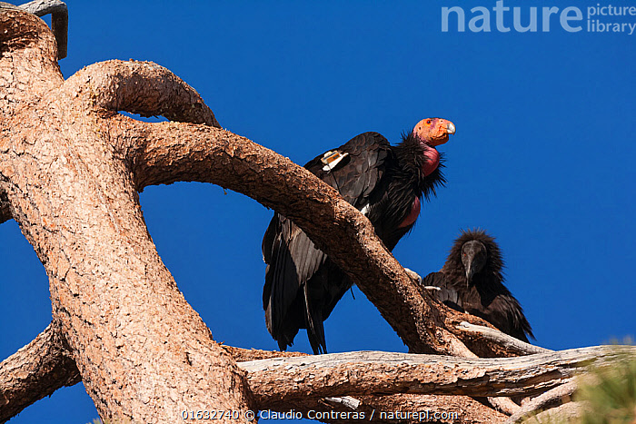 Stock photo of California condor (Gymnogyps californianus), two peched ...