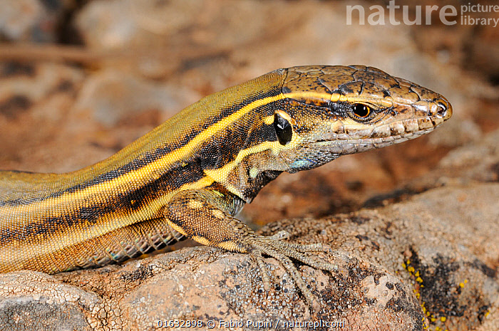 Stock photo of Boettger's lizard, (Gallotia caesaris), juvenile, La ...