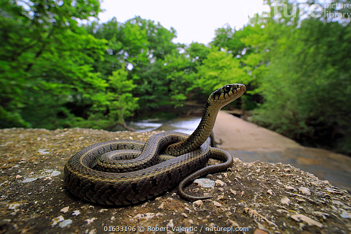 Stock photo of Grass snake (Natrix natrix persa) basking in overcast ...