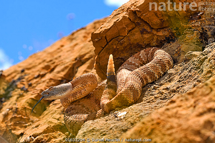 Stock photo of Panamint rattlesnake (Crotalus stephensi) with tongue ...